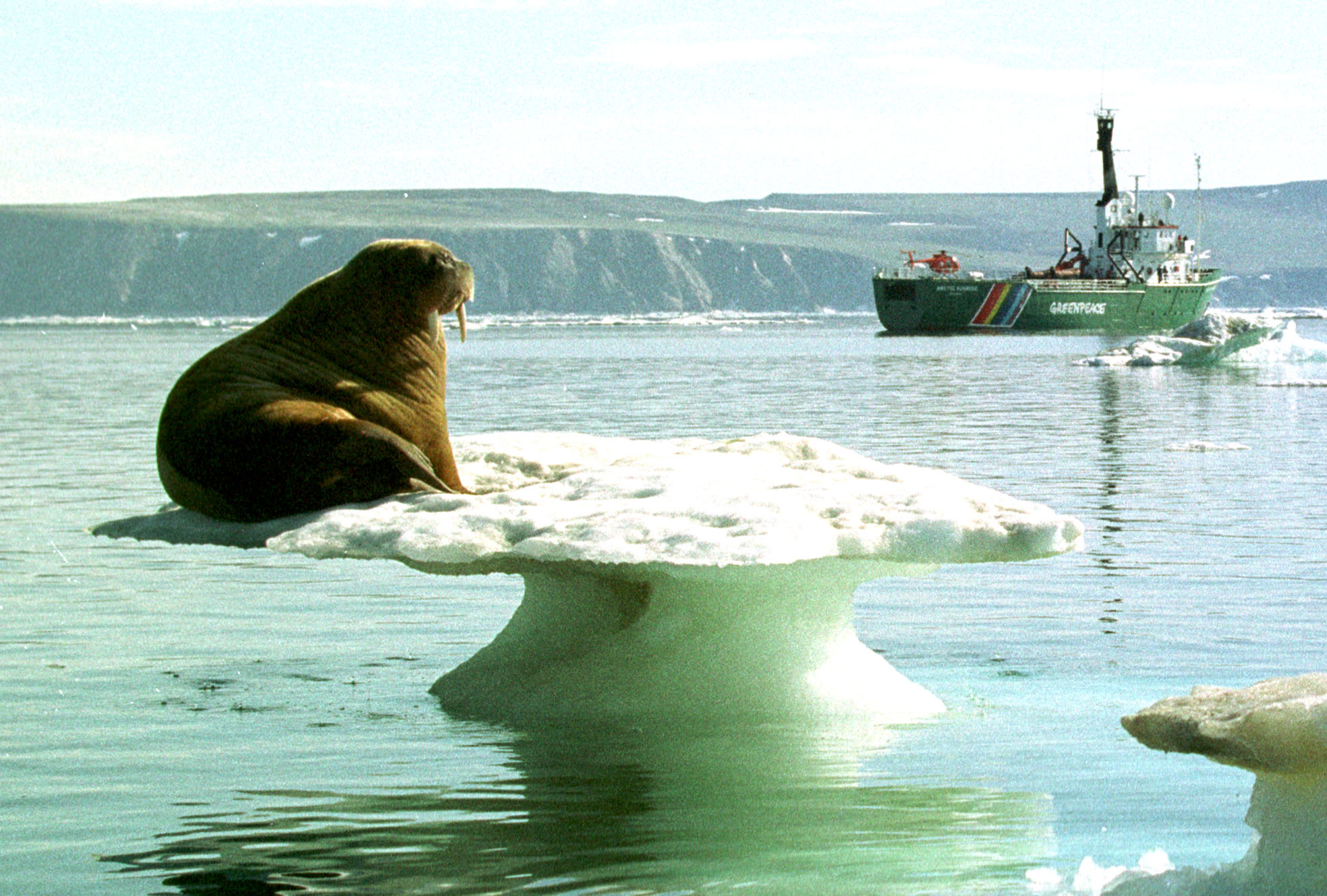 WALRUS2 – World Wide Walrus Web