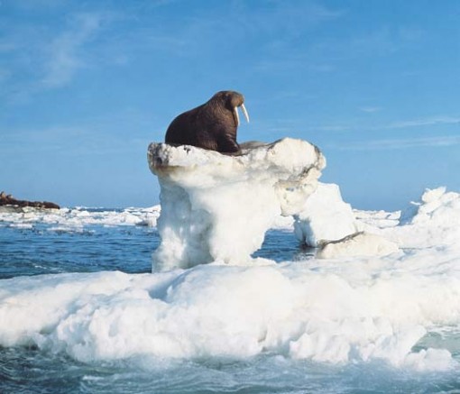 Walrus Pic of the Day – World Wide Walrus Web