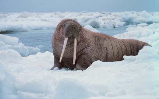 Satellite Tracking Walrus in the Pechora Sea – World Wide Walrus Web