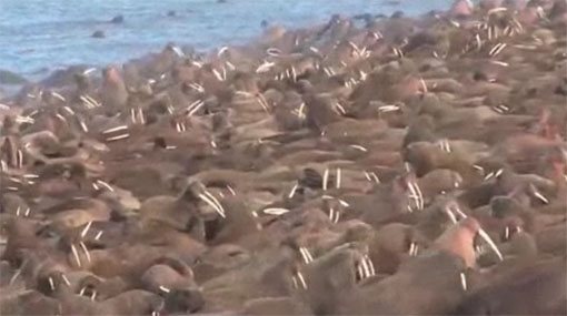 USGS Walrus Haul Out Info, Videos and Tracking Map – World Wide Walrus Web